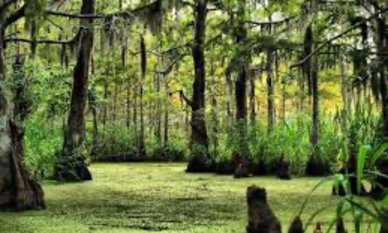 Earth Day Swamp Tour! | Tulane University Events